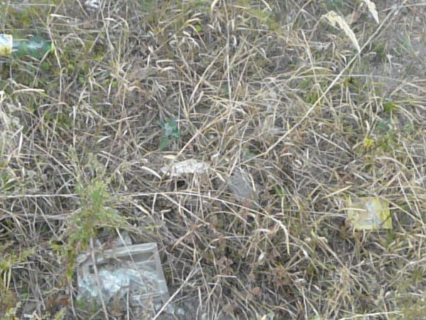 thin dried grass texture 0021 - Texturelib